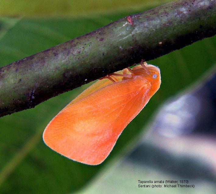 Papua Insects Foundation (Hemiptera/Auchenorrhyncha/leafhopper ...
